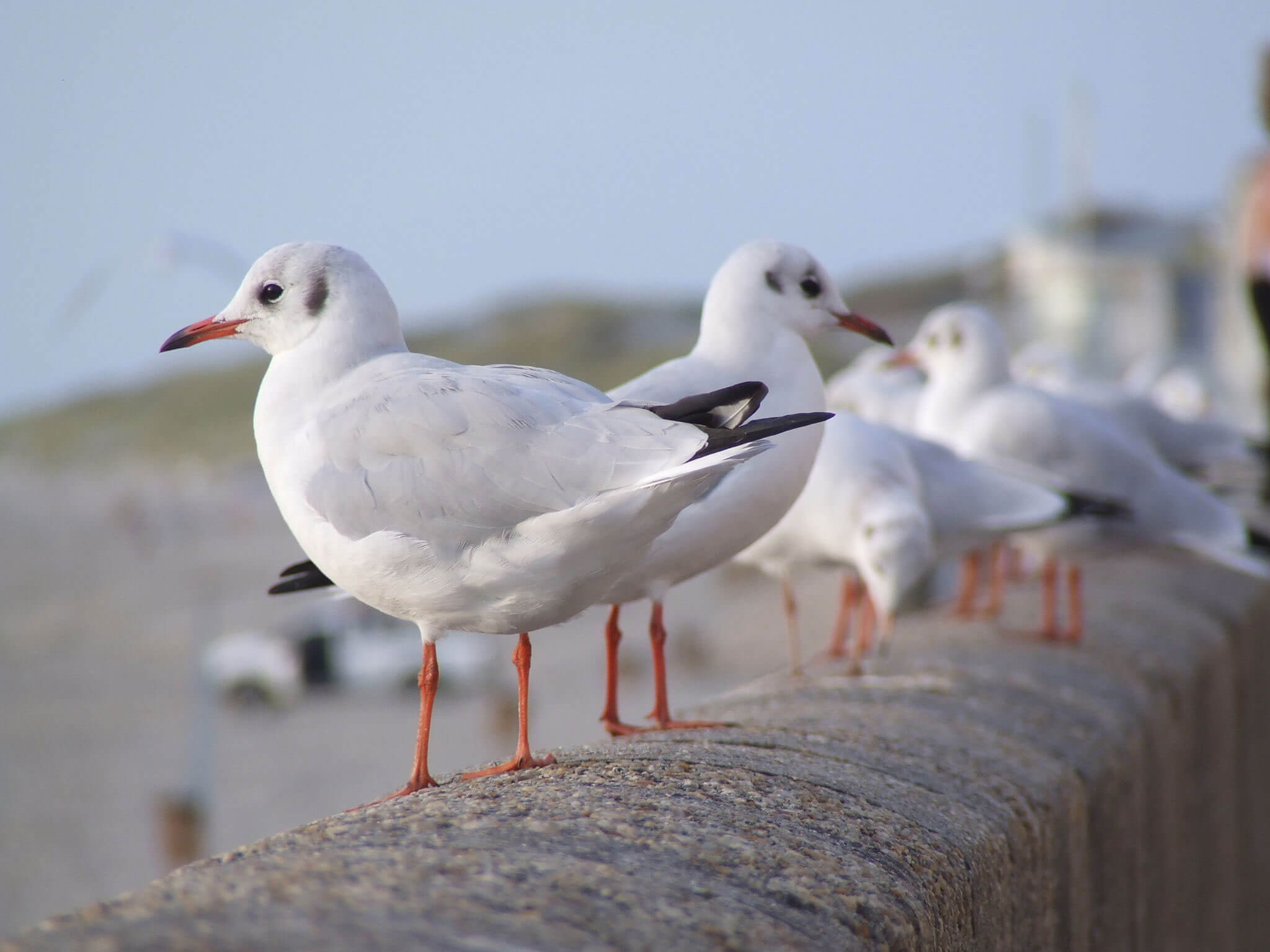 Fort-Mahon-Plage | Site officiel de la mairie de Fort-Mahon-Plage